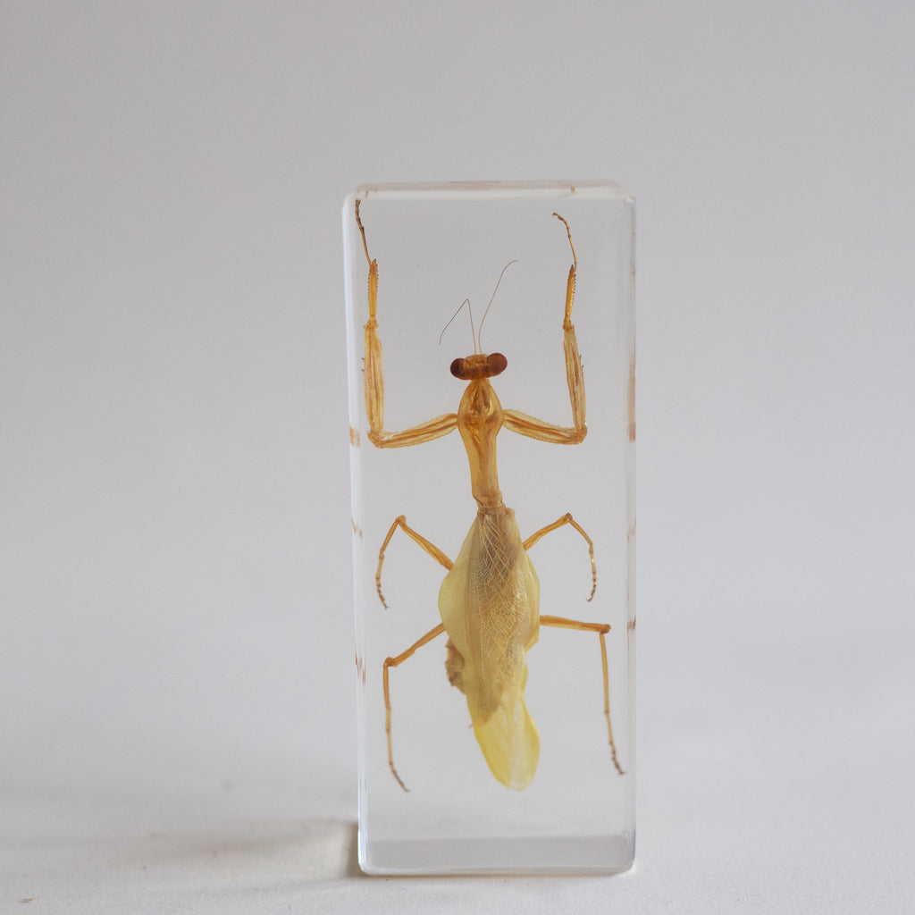 Praying Mantis Specimen – Play Seekers