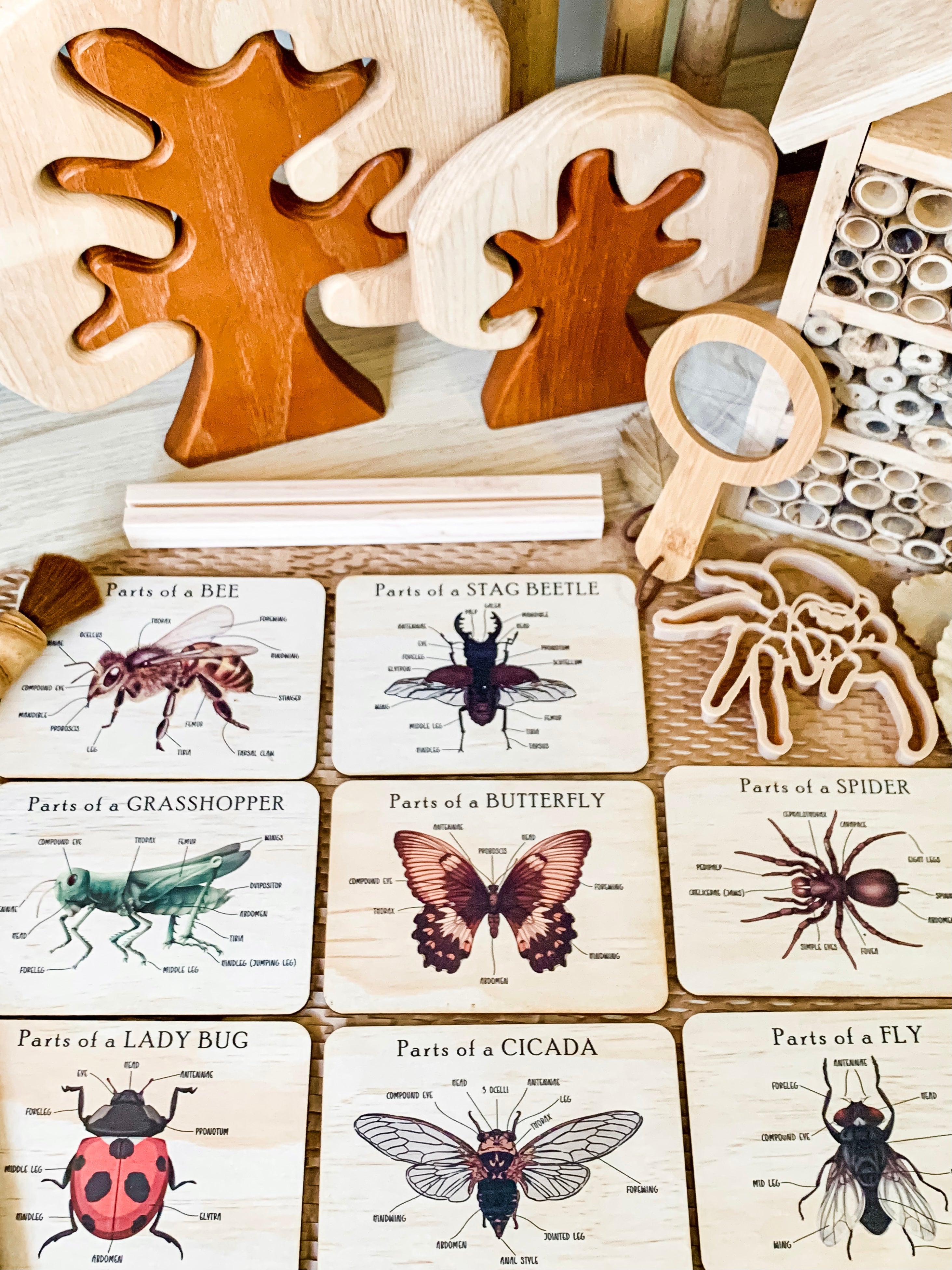 Bug Anatomy Card Set – Play Seekers