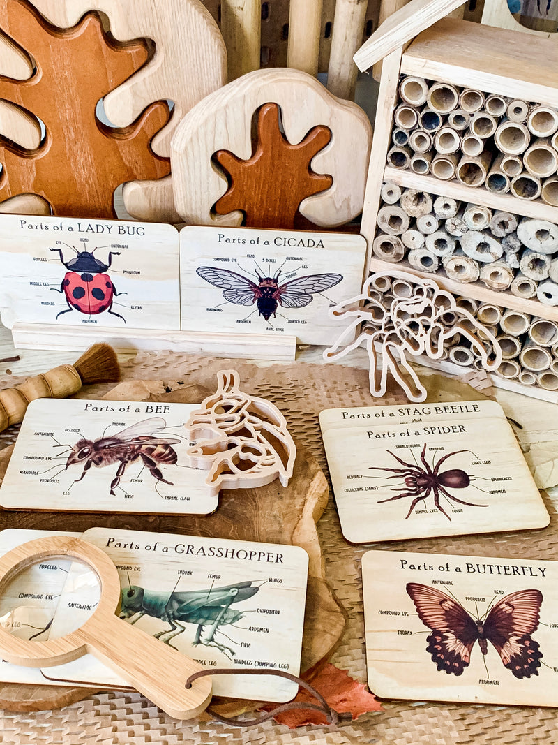 Bug Anatomy Card Set – Play Seekers
